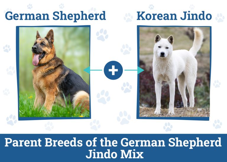 German Shepherd Jindo Mix: Info, Pictures, Care & More – Dogster