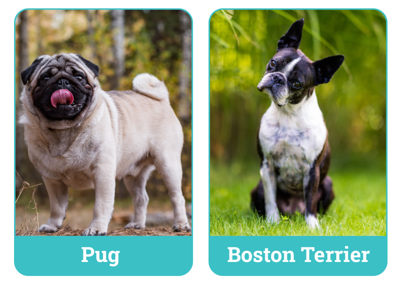 Pug vs Boston Terrier: The Differences (With Pictures) – Dogster