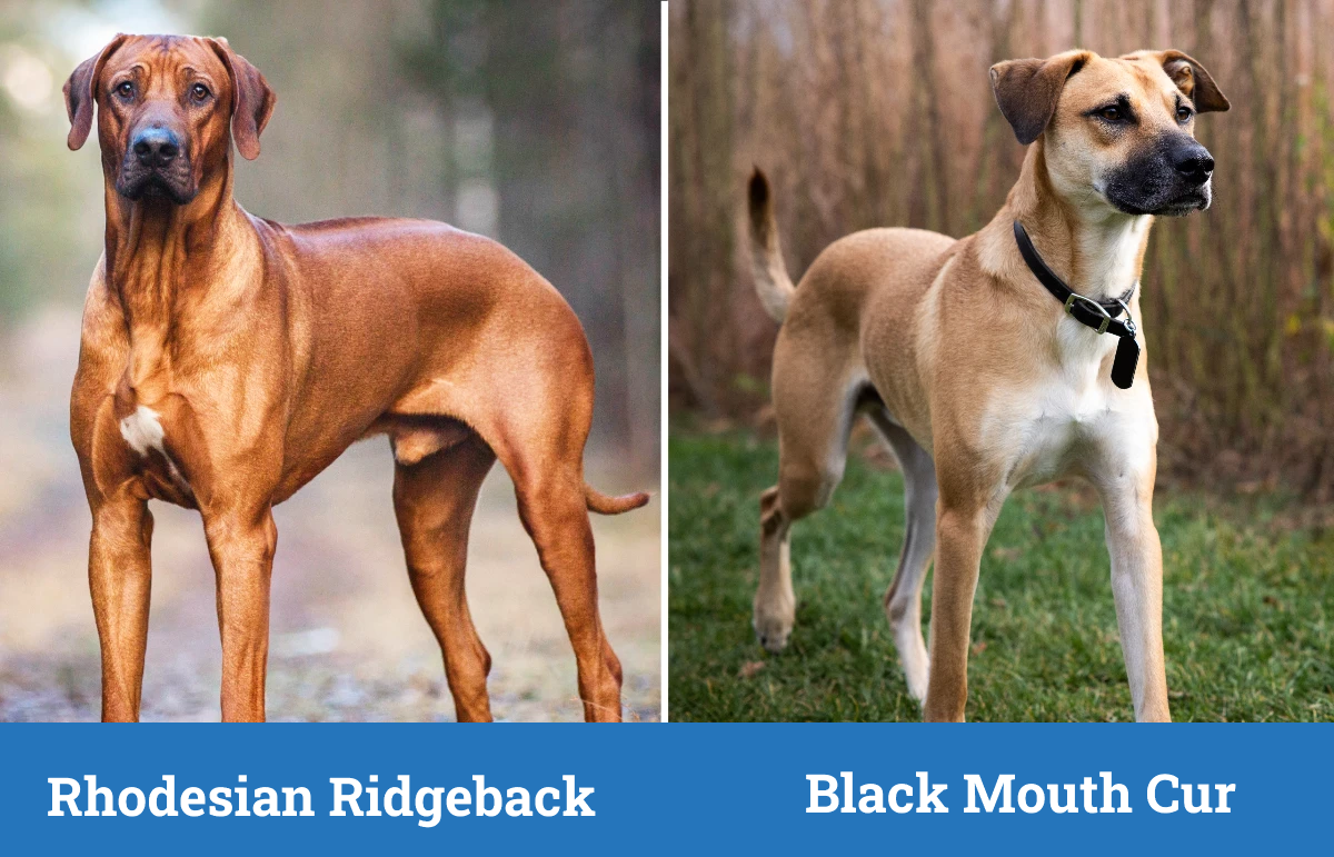 Rhodesian Ridgeback vs. Black Mouth Cur: Key Differences (With Pictures ...