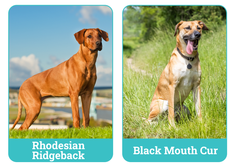 Rhodesian Ridgeback vs. Black Mouth Cur: Key Differences (With Pictures ...