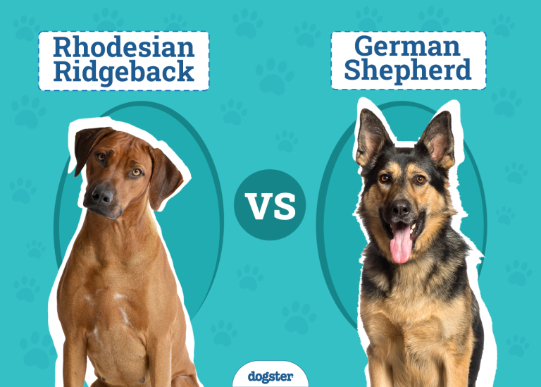Rhodesian Ridgeback vs. German Shepherd: Key Differences (with Pictures ...