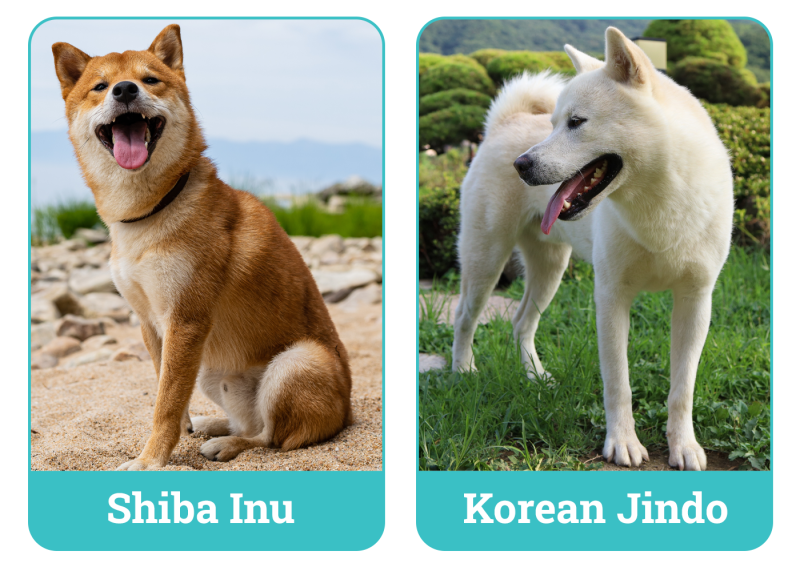 Shiba Inu vs Korean Jindo: Differences Explained (With Pictures) – Dogster