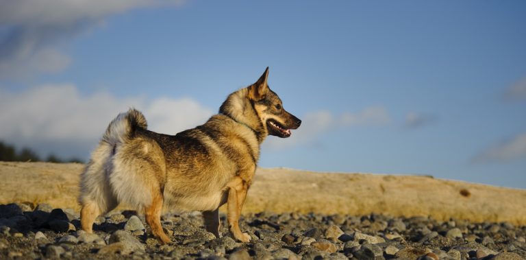 24 Herding Dog Breeds: Info, Pictures, History & Traits – Dogster