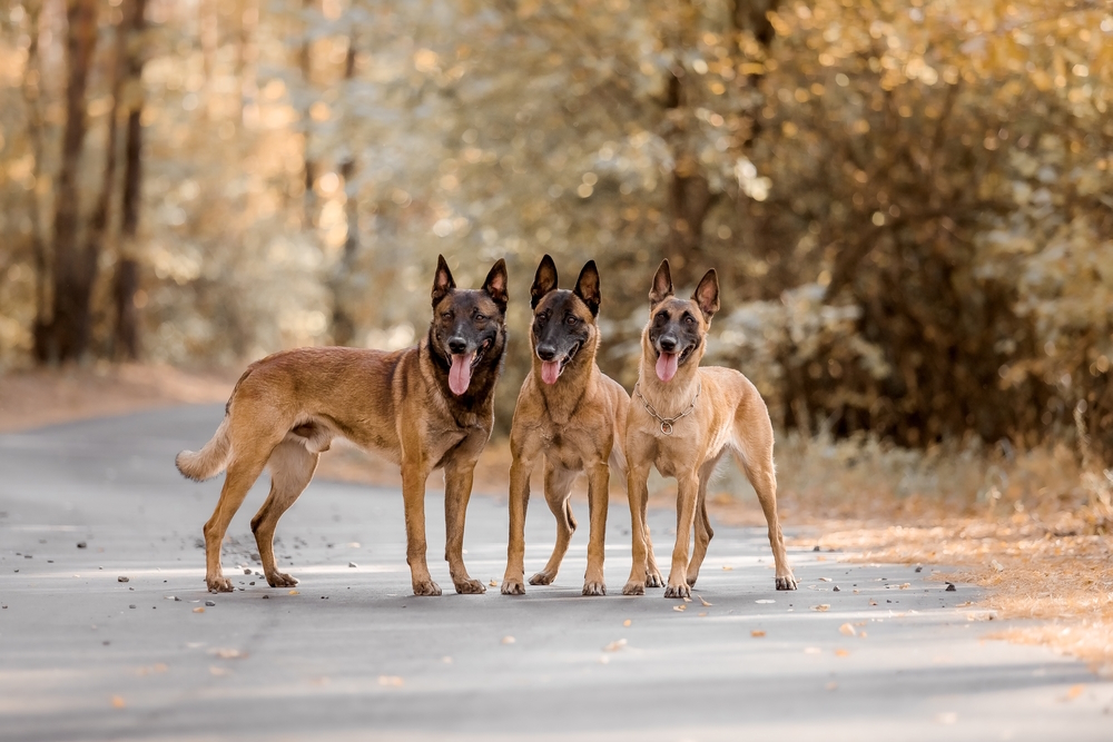 Belgian Malinois vs Rottweiler: Differences Explained (With Pictures ...