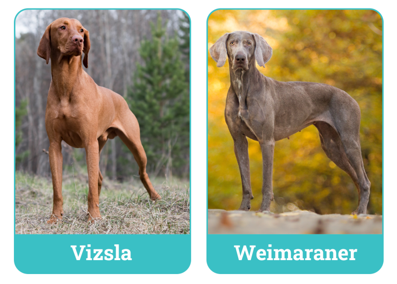Vizsla vs Weimaraner: Key Differences (With Pictures) – Dogster