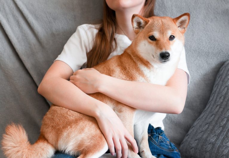 How Much Does It Cost to Own a Shiba Inu? 2026 Price Guide – Dogster