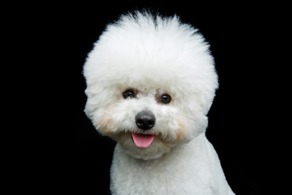 Teacup Bichon Frise Dog Breed: Info, Pictures, Temperament & Traits ...