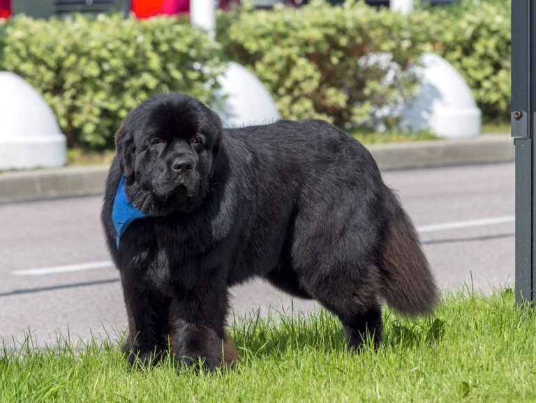 How Big Do Newfoundland Dogs Get? Average Weight & Growth Chart – Dogster