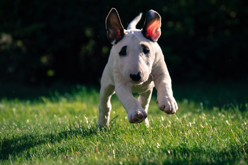 Bull Terrier Training 101: 5 Easy Steps – Dogster