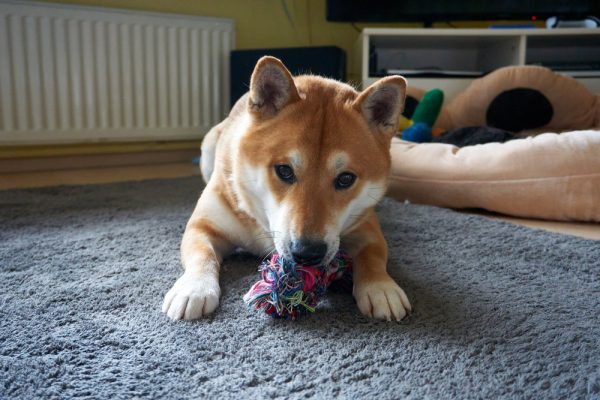 How Much Does It Cost to Own a Shiba Inu? 2026 Price Guide – Dogster