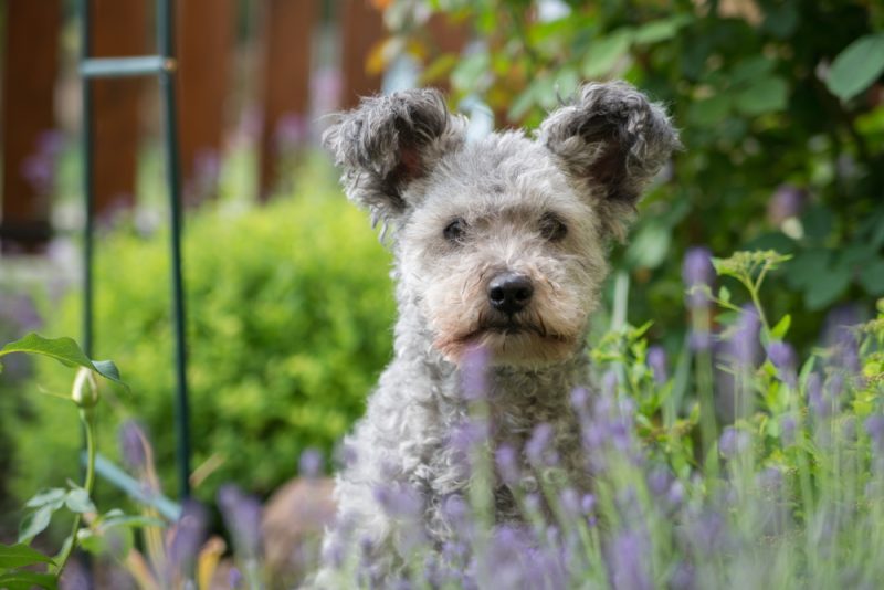 24 Herding Dog Breeds: Info, Pictures, History & Traits – Dogster