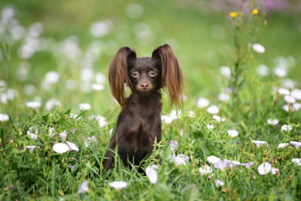 20 Rare Small Dog Breeds (With Info & Pictures) – Dogster