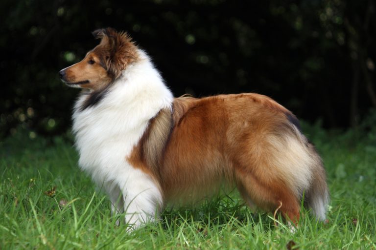 8 Amazing Sheltie Colors (With Pictures) – Dogster