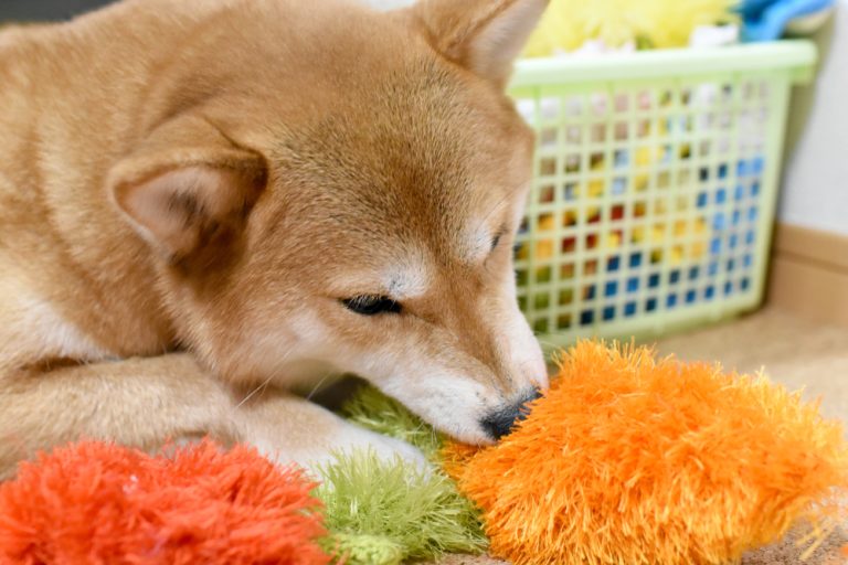 How Much Does It Cost to Own a Shiba Inu? 2026 Price Guide – Dogster