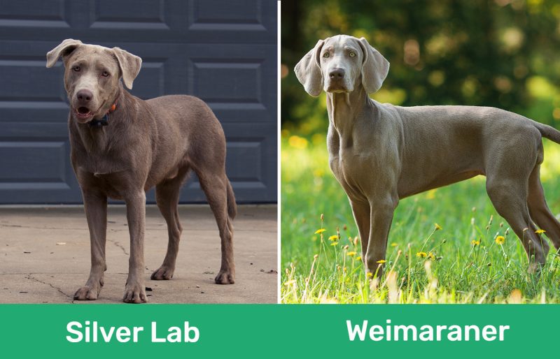 Silver Lab vs. Weimaraner: Differences Explained (With Pictures) – Dogster