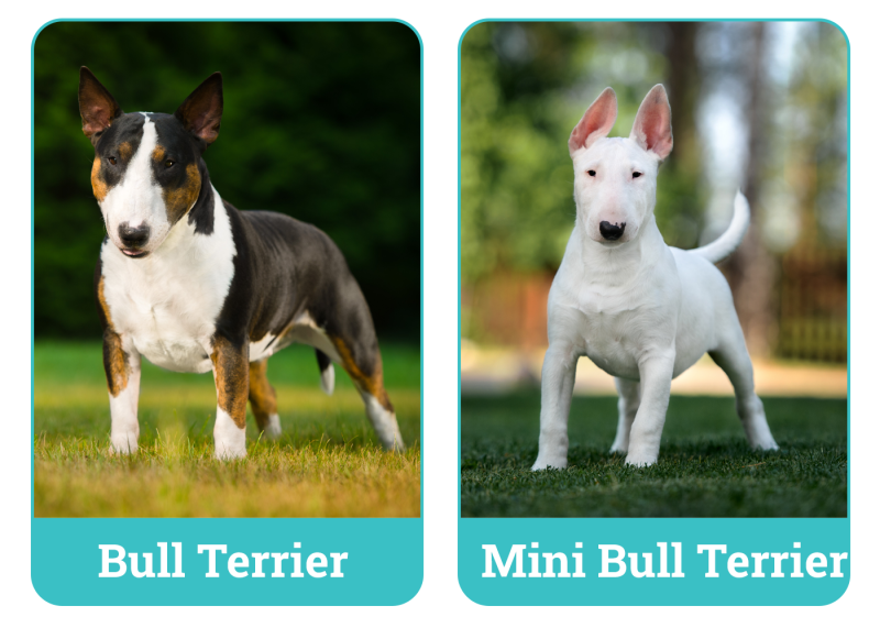 Bull Terrier vs Mini Bull Terrier: Main Differences (With Pictures ...