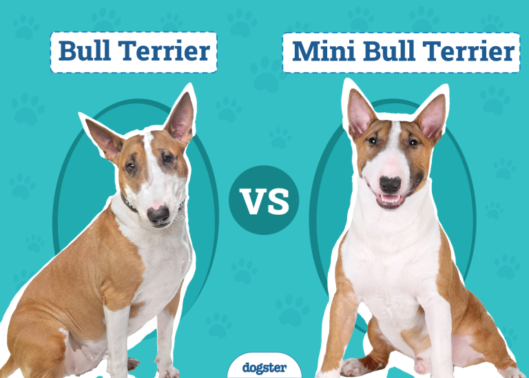 Bull Terrier vs Mini Bull Terrier: Main Differences (With Pictures ...