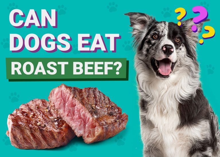 Can Dogs Eat Roast Beef? Vet-Verified Nutrition Facts & FAQ – Dogster