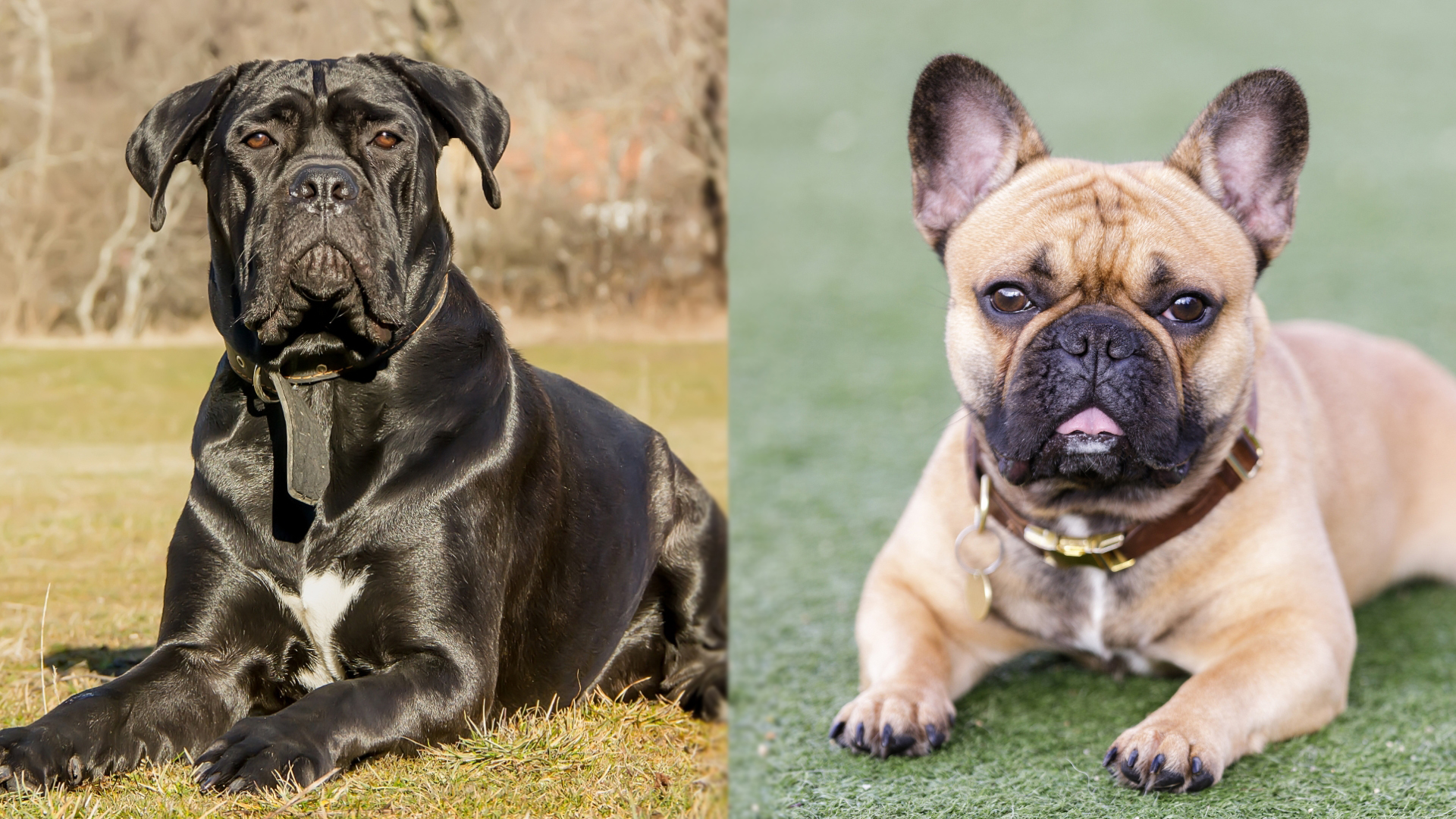 Cane Corso French Bulldog Mix: Info, Pictures, Care & More – Dogster