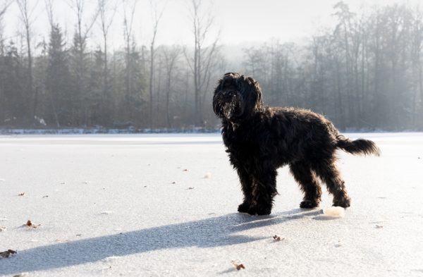Do Dogs' Paws Get Cold? Vet-Verified Facts & Safety Tips – Dogster