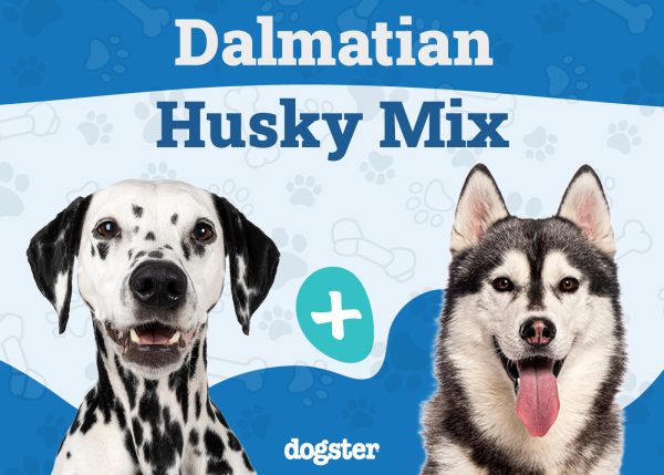 Dalusky (Dalmatian & Husky Mix): Info, Pictures, Care & More – Dogster