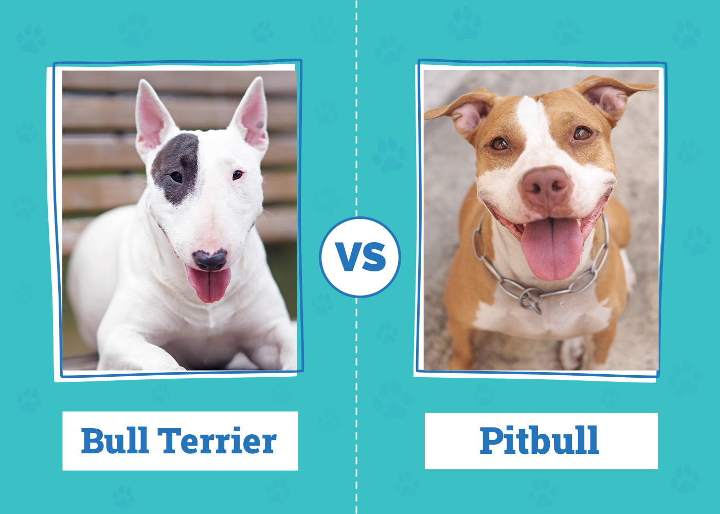 Bull Terrier vs Pitbull: Main Differences (With Pictures) – Dogster