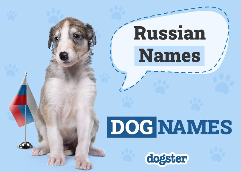 143 Russian Dog Names: Unique Ideas Straight from Moscow – Dogster