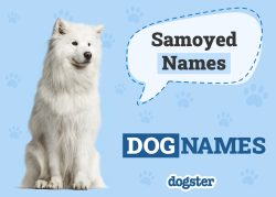 280+ Samoyed Dog Names: Popular & Unique Ideas – Dogster
