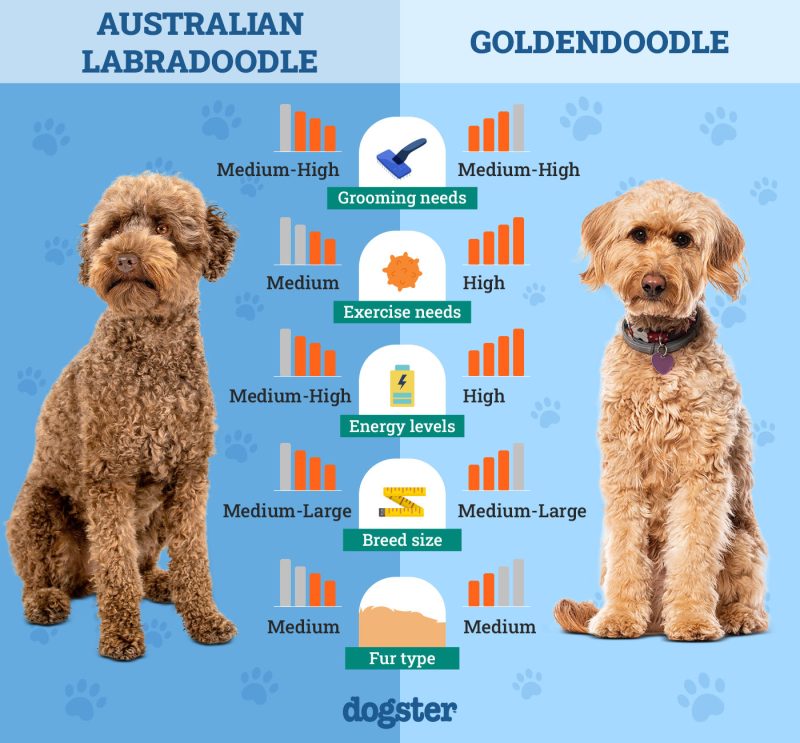 Australian Labradoodle vs Goldendoodle: The Differences (With Pictures ...