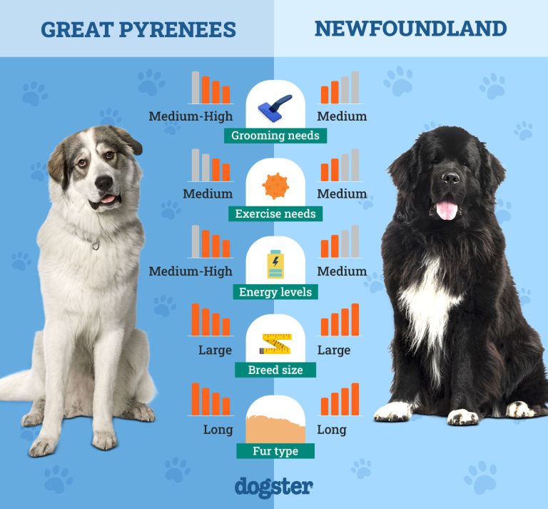 Great Pyrenees vs Newfoundland: Differences Explained (With Pictures ...