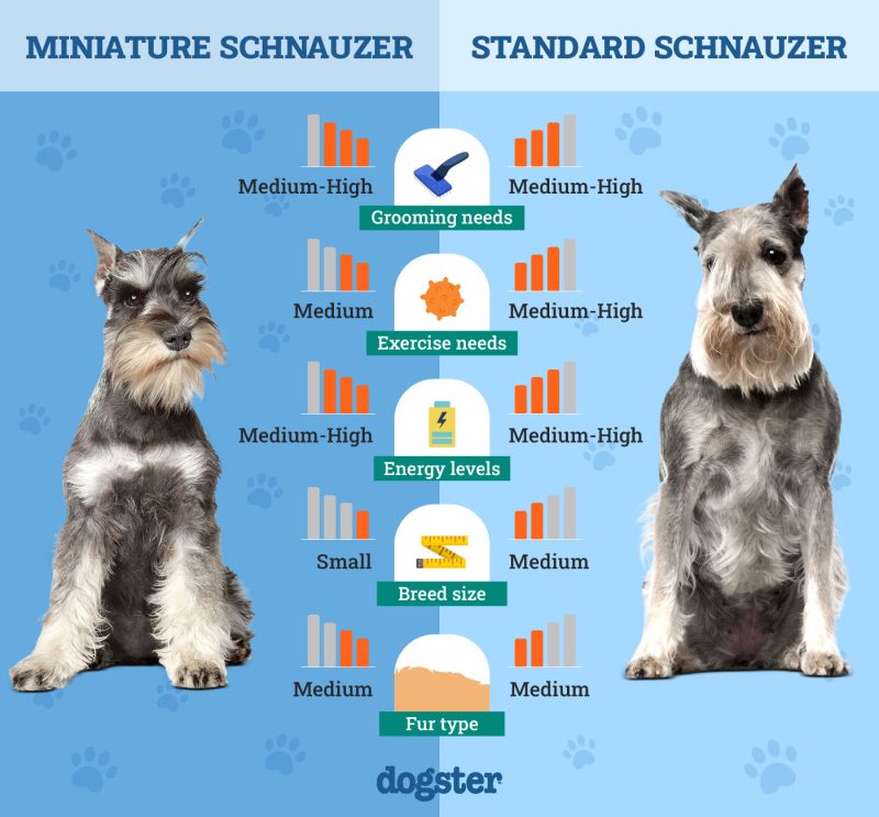 Miniature Schnauzer vs. Standard Schnauzer: The Differences (With ...