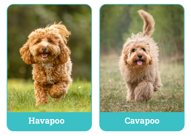 Havapoo vs. Cavapoo: Differences Explained (With Pictures) – Dogster