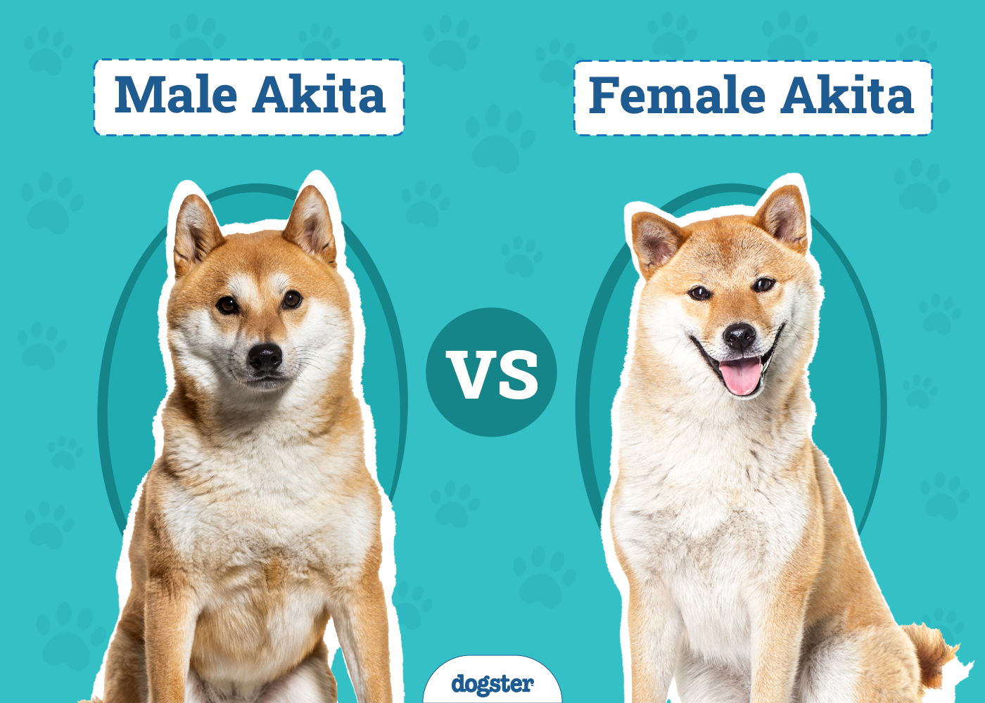 Male vs Female Akita: The Differences (With Pictures) – Dogster