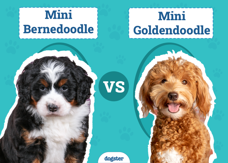 Mini Bernedoodle vs. Mini Goldendoodle: The Differences (With Pictures ...