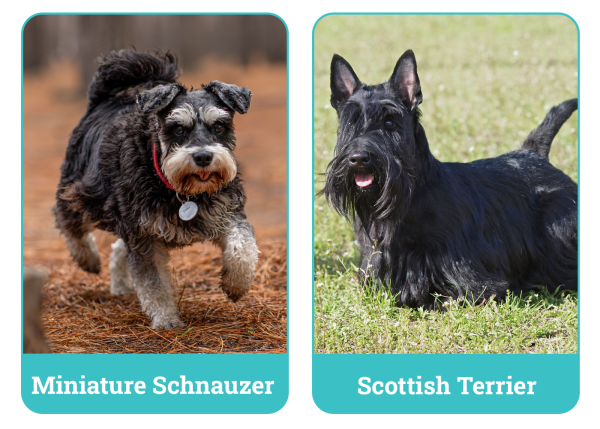 Miniature Schnauzer vs. Scottish Terrier: Key Differences (With ...