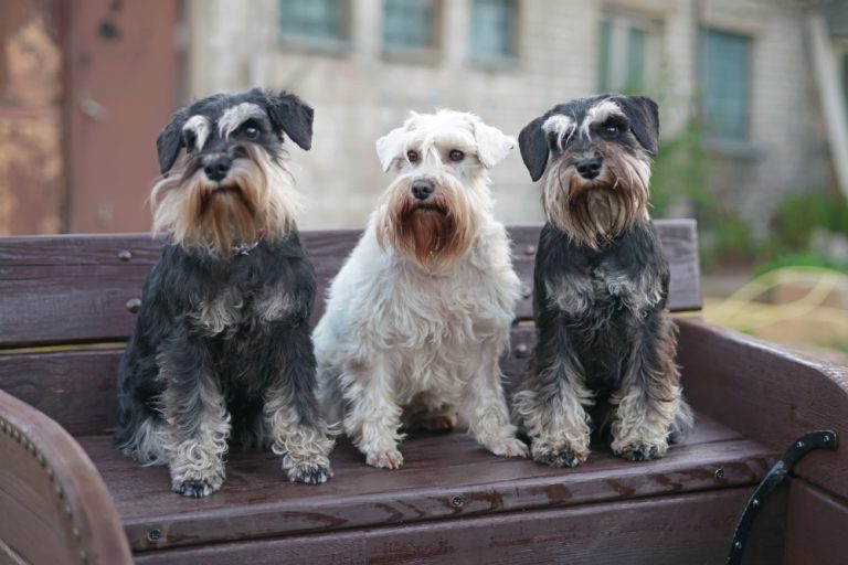 10 Beautiful Miniature Schnauzer Colors (With Info & Pictures) – Dogster