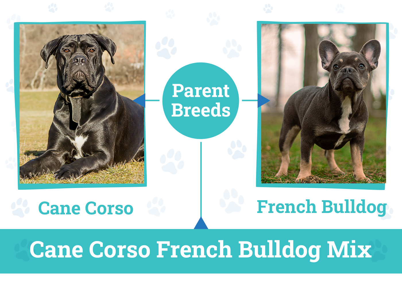 Cane Corso French Bulldog Mix: Info, Pictures, Care & More – Dogster