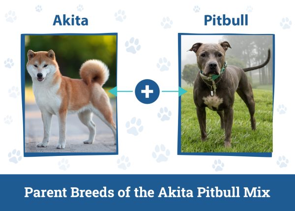 Akita Pit (Akita Pitbull Mix): Info, Pictures, Care & More – Dogster