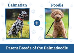 Dalmadoodle (Dalmatian Poodle Mix): Info, Pictures, Care & More – Dogster