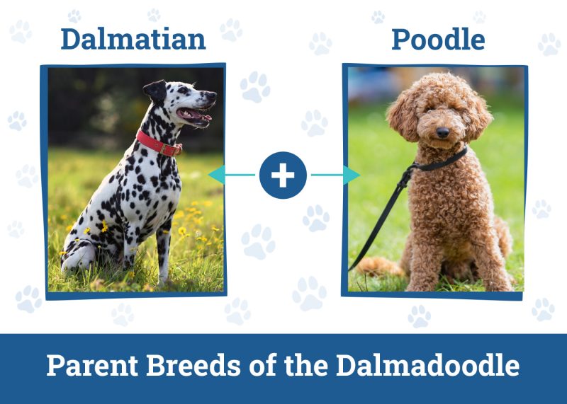 Dalmadoodle (Dalmatian Poodle Mix): Info, Pictures, Care & More – Dogster