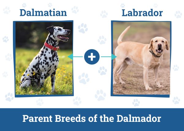 Dalmador (Dalmatian & Lab Mix): Info, Pictures, Care & More – Dogster