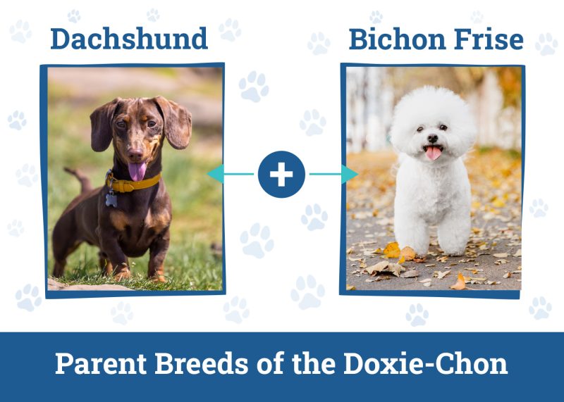 Doxie-Chon (Bichon Frise Dachshund Mix): Info, Pictures, Care & Traits ...