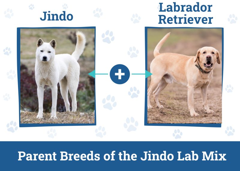 Jindo Lab Mixed Dog Breed: Info, Pictures, Care & More – Dogster