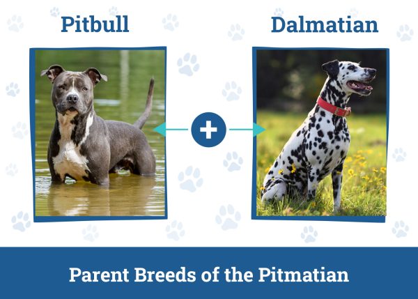 Pitmatian (Pitbull & Dalmatian Mix): Info, Pictures, Care & More – Dogster