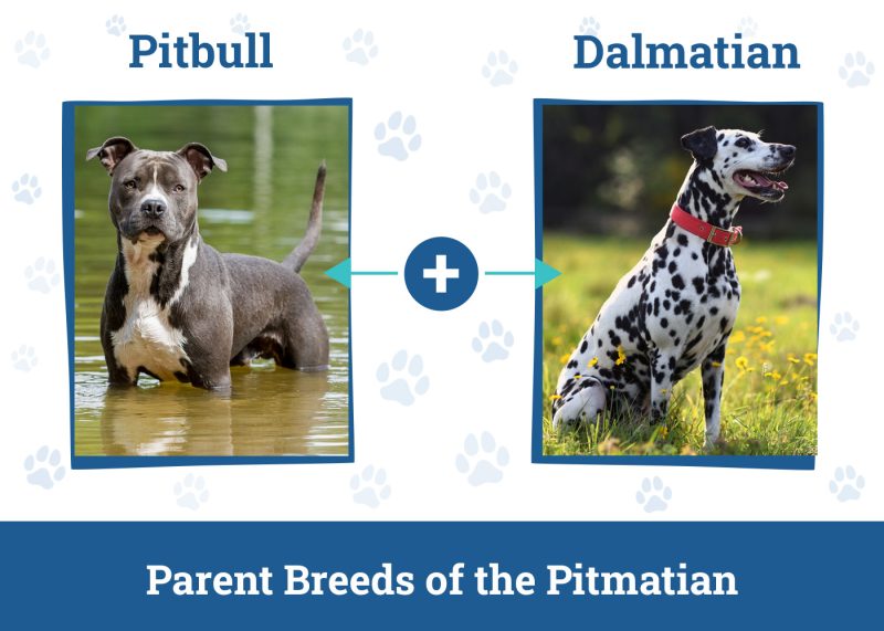 Pitmatian (Pitbull & Dalmatian Mix): Info, Pictures, Care & More – Dogster