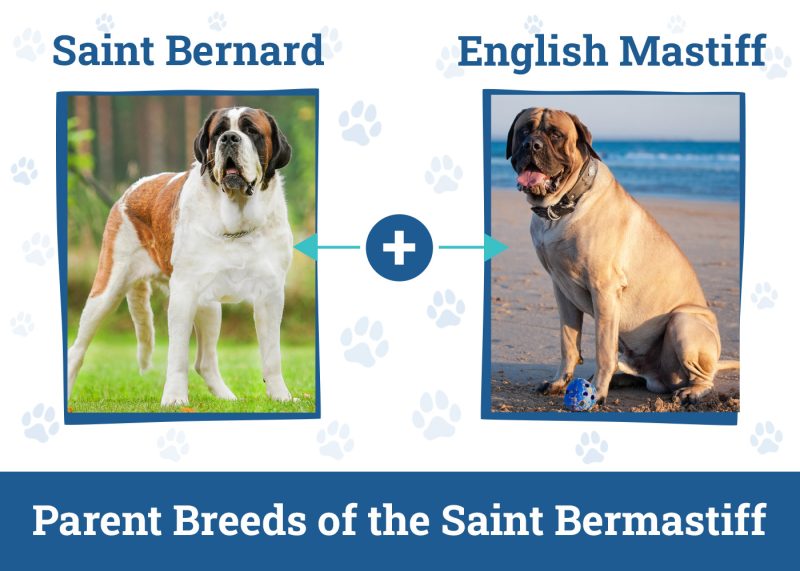 Saint Bermastiff (English Mastiff St Bernard Mix): Info, Pictures, Care ...