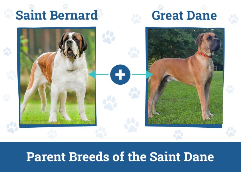 Saint Bernewfie (St. Bernard Newfoundland Mix): Info, Pictures, Care ...