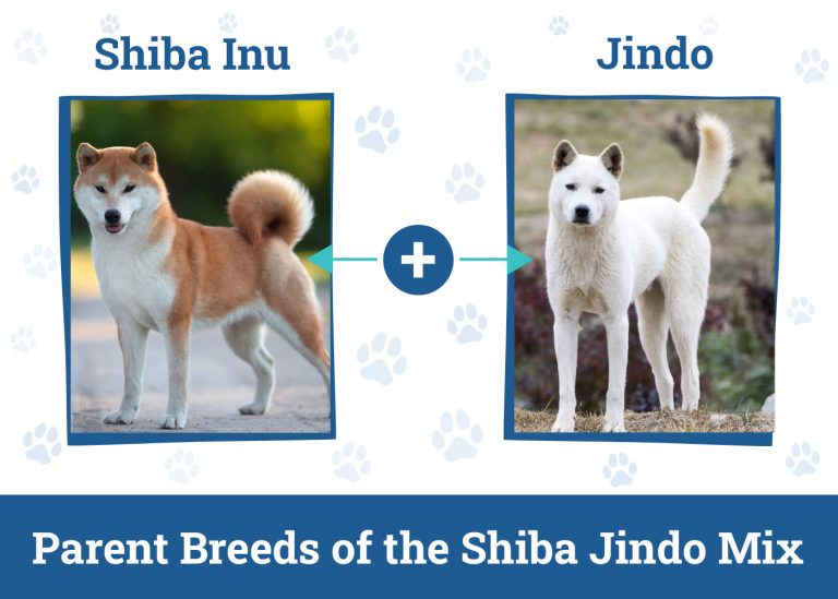 Shiba Jindo Mix: Info, Pictures, Care & More – Dogster
