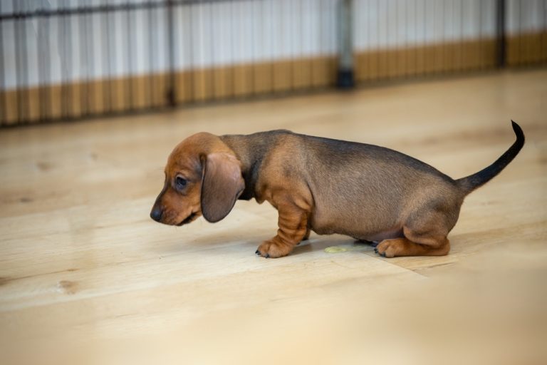 How to Train a Dachshund: A Vet-Approved Guide – Dogster