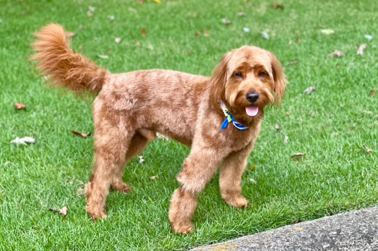 Why Do Dogs Have Short Life Spans? 4 Vet Explained Factors – Dogster